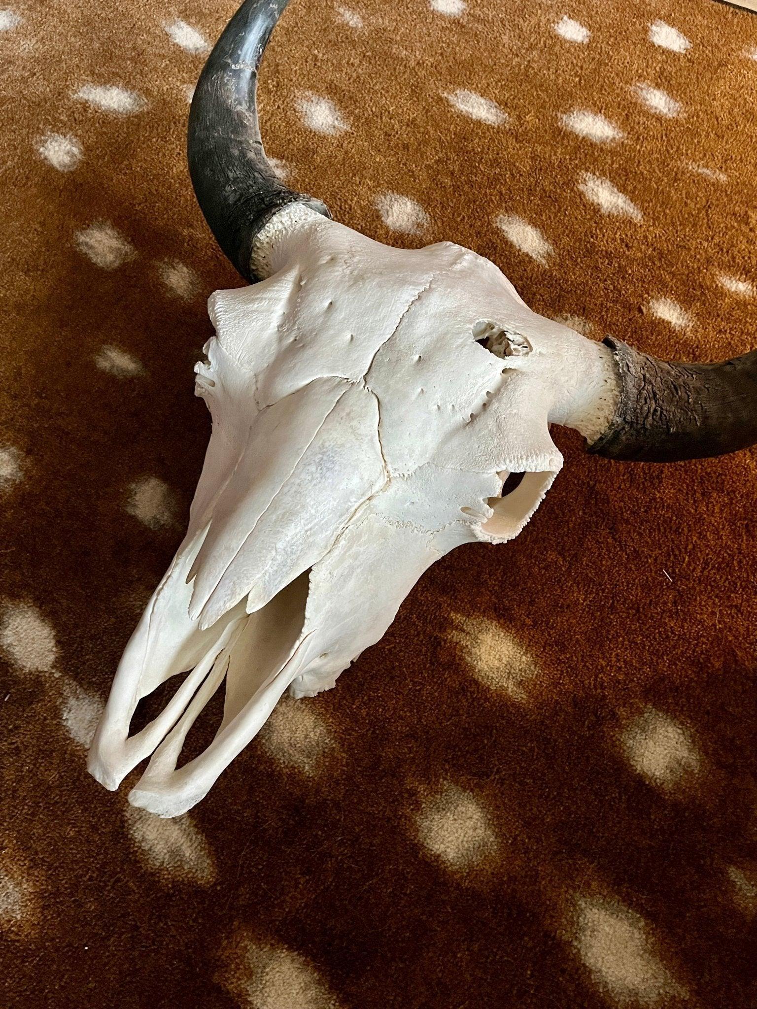 Bison Skull Mounts | Taxidermy Wall Decor | Your Western Decor