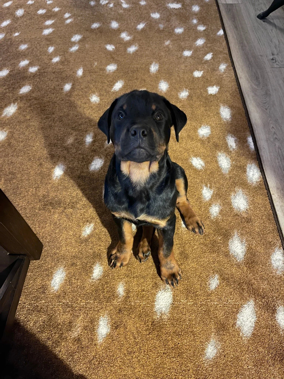 Axis Hide Area Rugs | Faux Hide Rugs | Your Western Decor