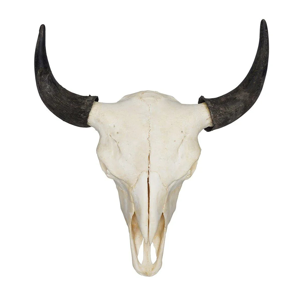 Bison Skull Mounts | Taxidermy Wall Decor | Your Western Decor